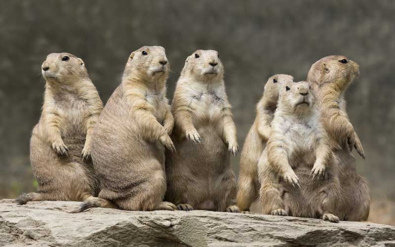 Animales de la pradera características que comen tipos - Docuciencia